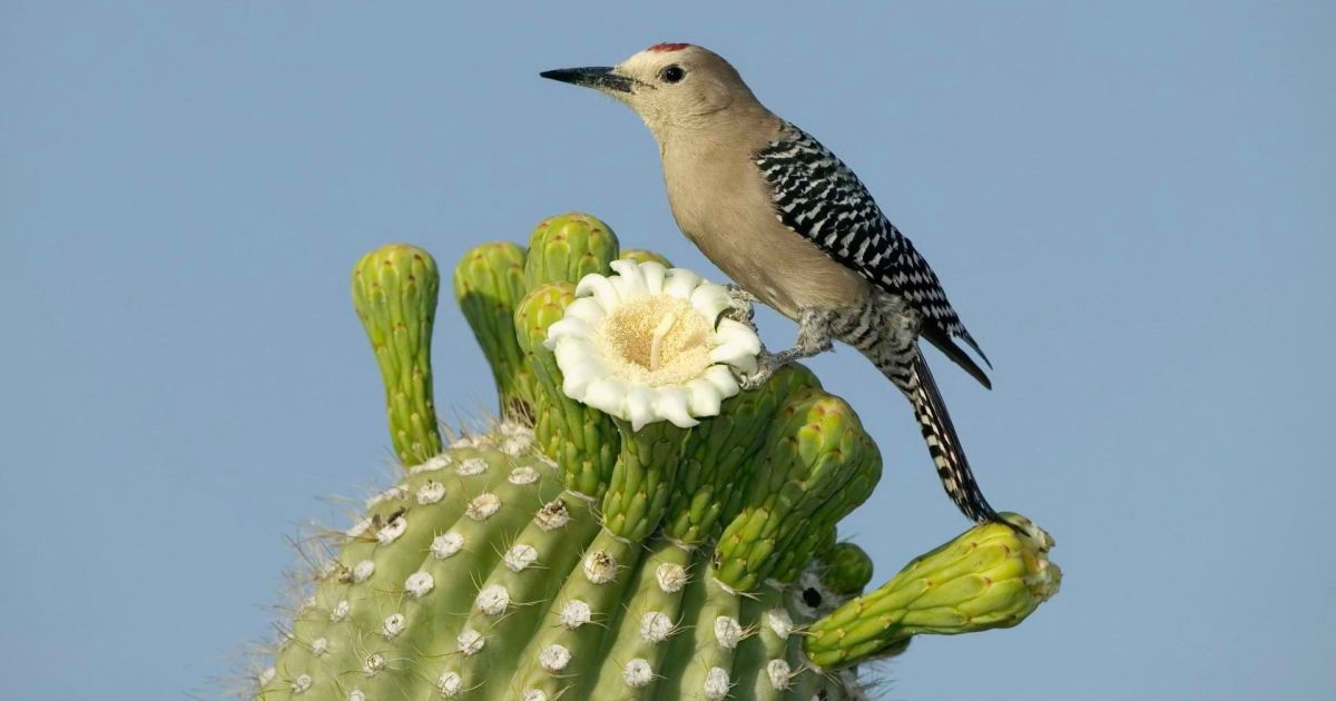 Tucson Bird Alliance's Mason Center: A Desert Oasis for Nature Lovers ...