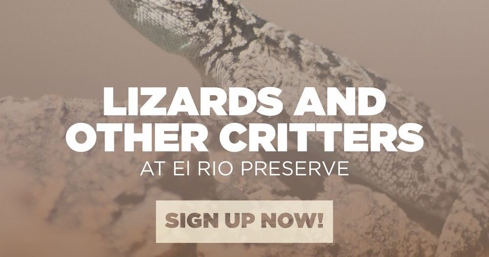 Lizards and Other Critters at El Rio Preserve - Wildlife Walk in Marana ...