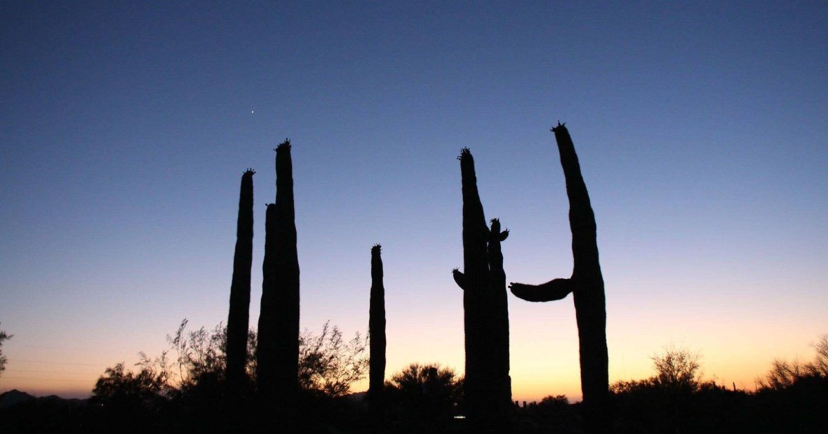 Discover the Sonoran Desert: Saguaro Cacti | Discover Marana