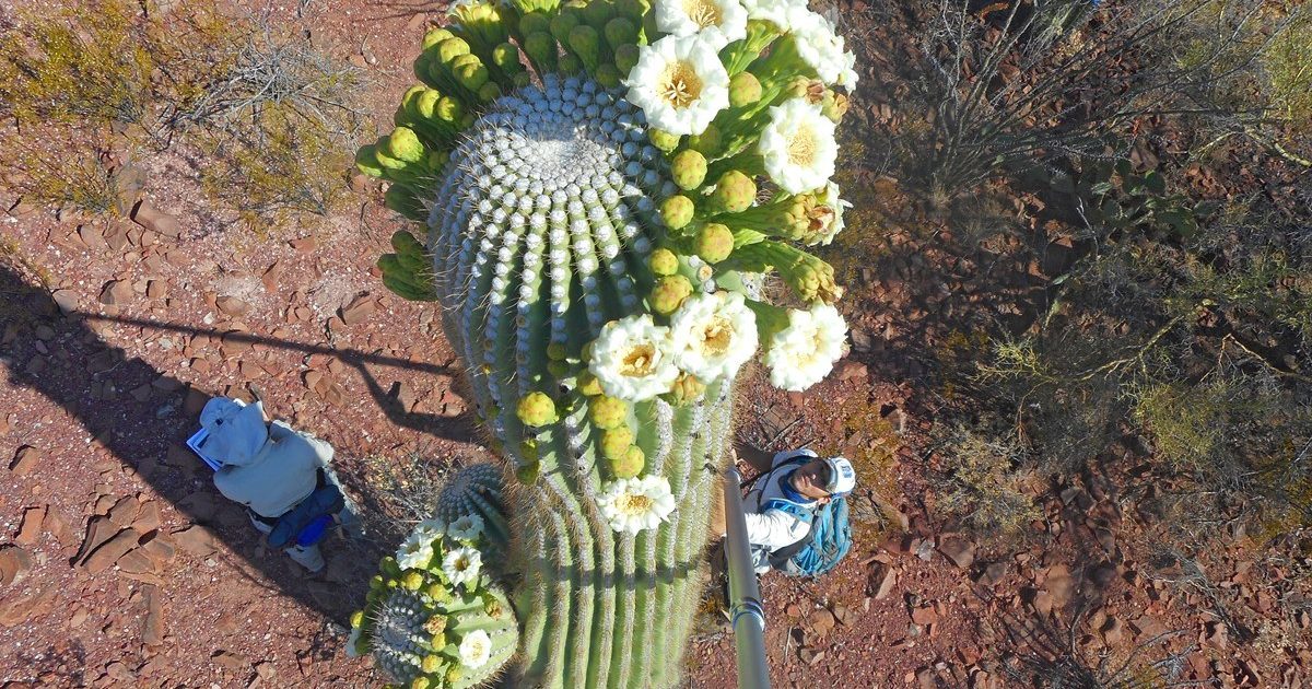 Saguaro Cactus Flower | Arizona's State Flower | Discover Marana