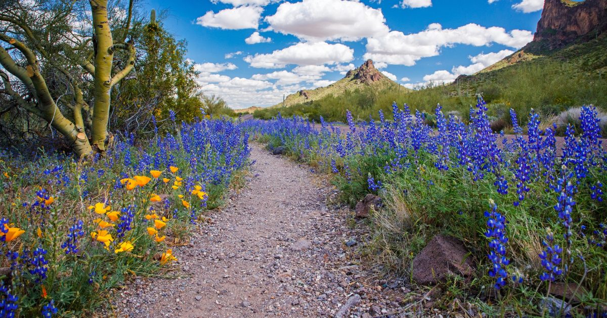 Parks | Discover Marana